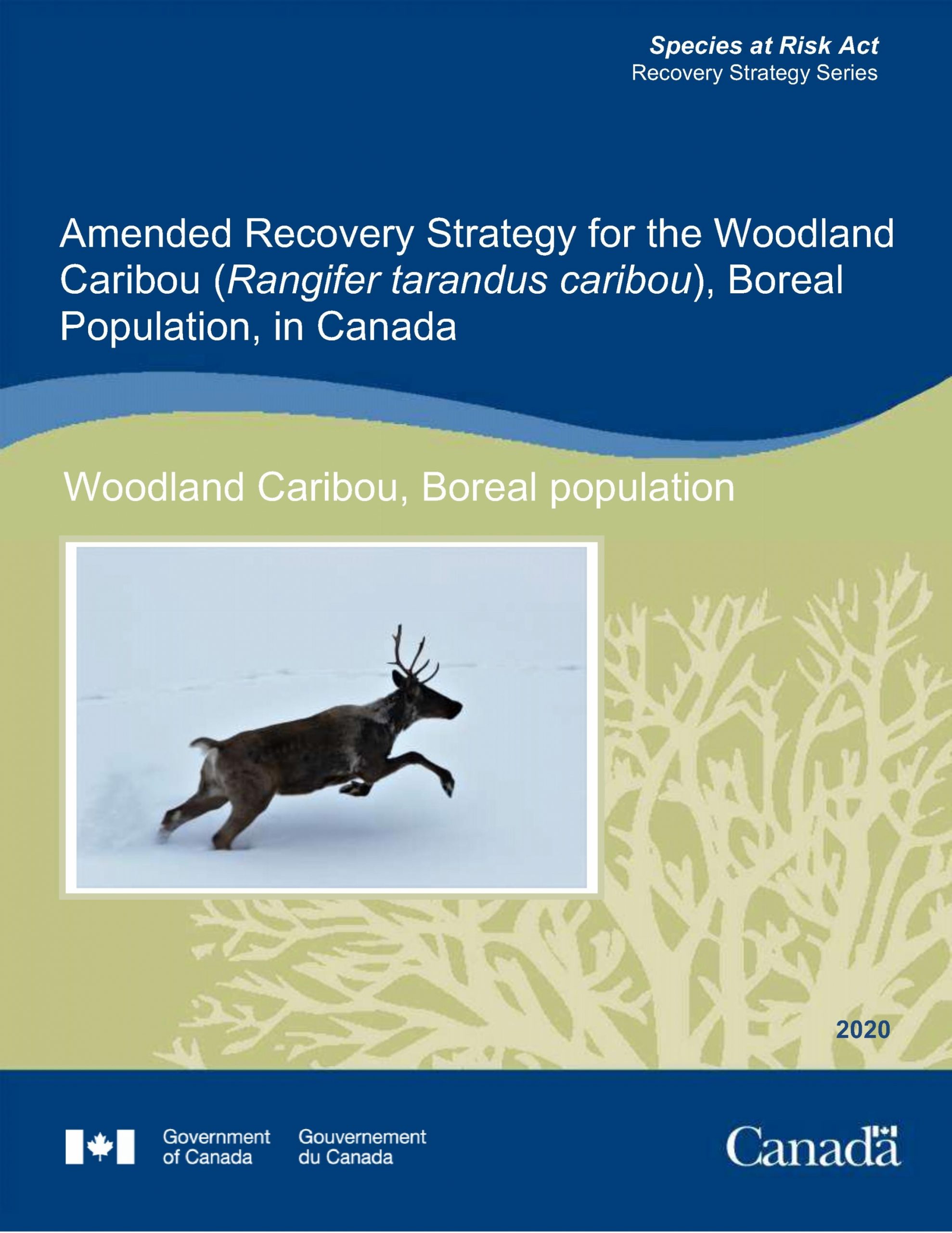 Woodland Caribou's Alberta Habitat